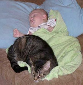 Frequently Feline: Cats and Babies: Peaceful Co-existence